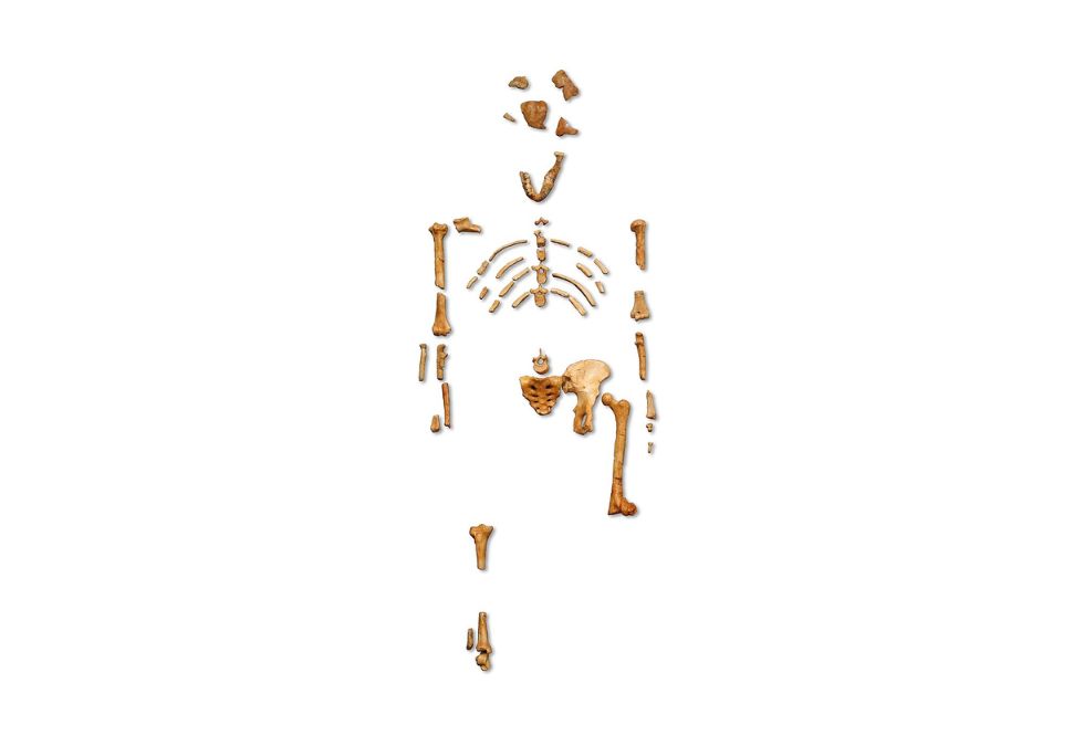 Finally Found Who 3.4 Million-year-old Foot Fossil Belonged To