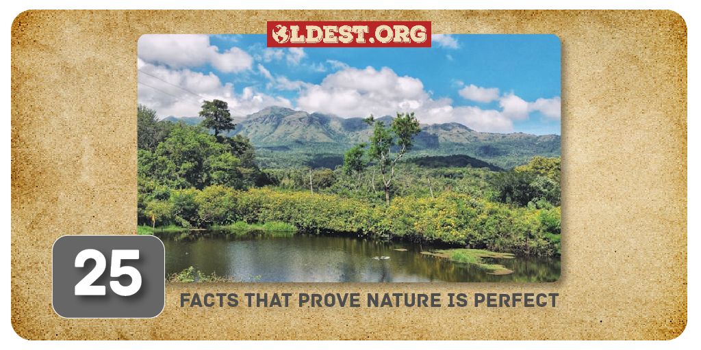 25 Facts That Prove Nature Is Perfect