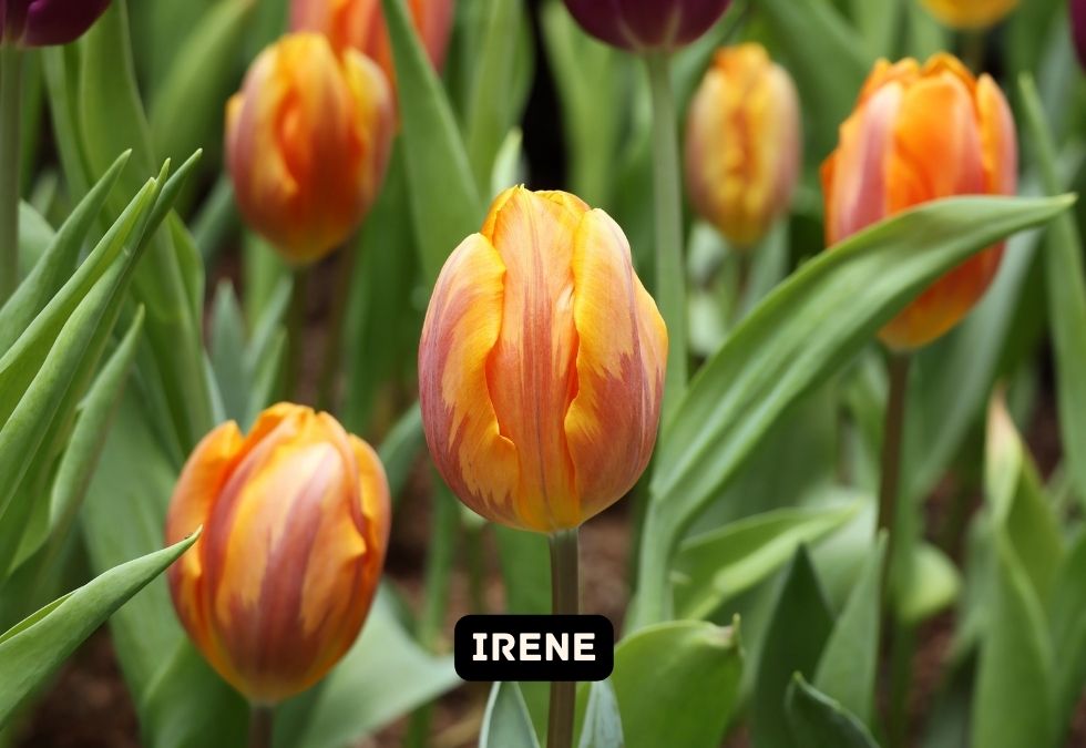 39 Girl Names Starting With I - Oldest.org