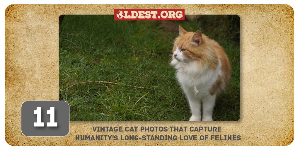 Cat Photos That Capture Humanity's Love of Felines