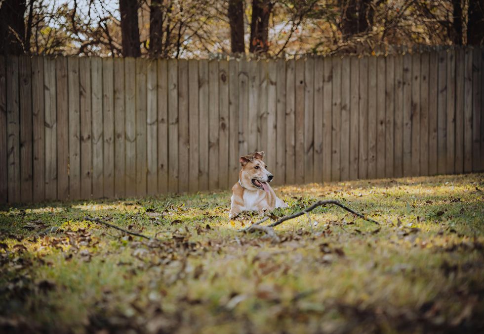 8 Everyday Backyard Tools That Could Soon Be Illegal To Own