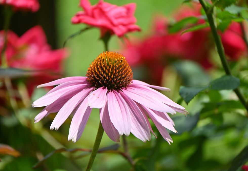 25 Low-Maintenance Perennials That Thrive Without Taking Over