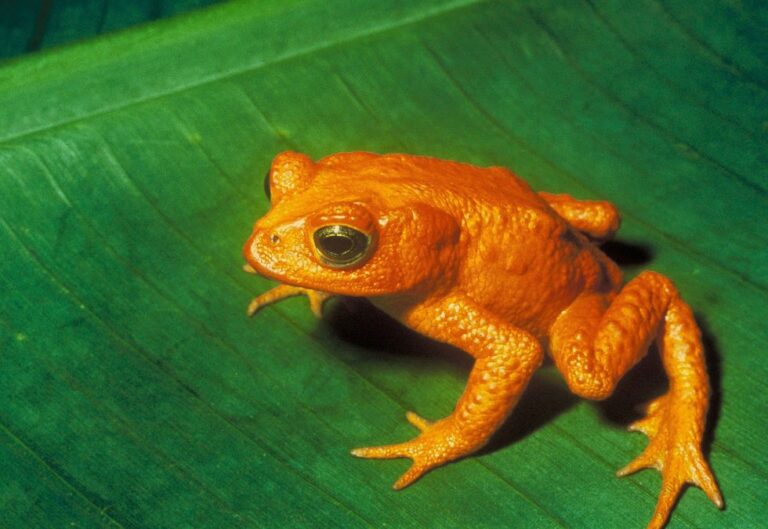 25 Species That Have Been Lost Forever in the Past 150 Years