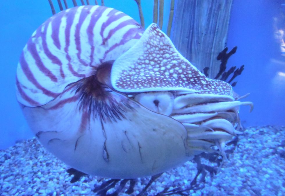 These Are the Oldest Aquatic Animals Still Alive Today