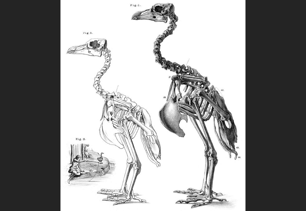 25 Species That Have Been Lost Forever in the Past 150 Years