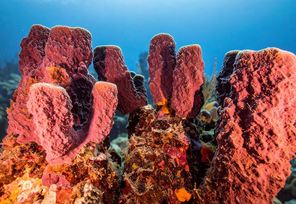 These Are the Oldest Aquatic Animals Still Alive Today