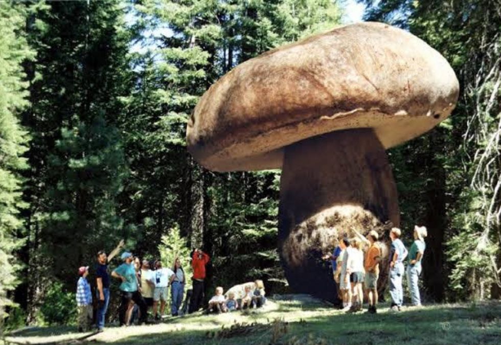 The World's Oldest Living Things - And The Stories Behind Them