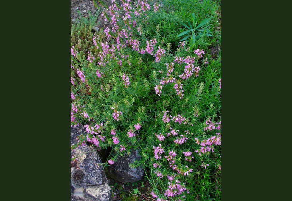 These 8 Biblical Plants Were Used as Ancient Remedies