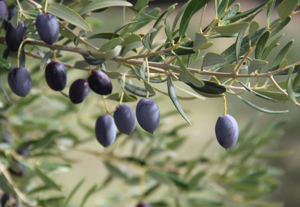 These 8 Biblical Plants Were Used as Ancient Remedies