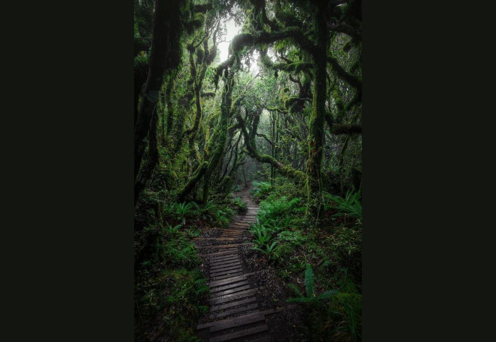 15 Beautiful Forest Places That Feel Like a Memory - Oldest.org